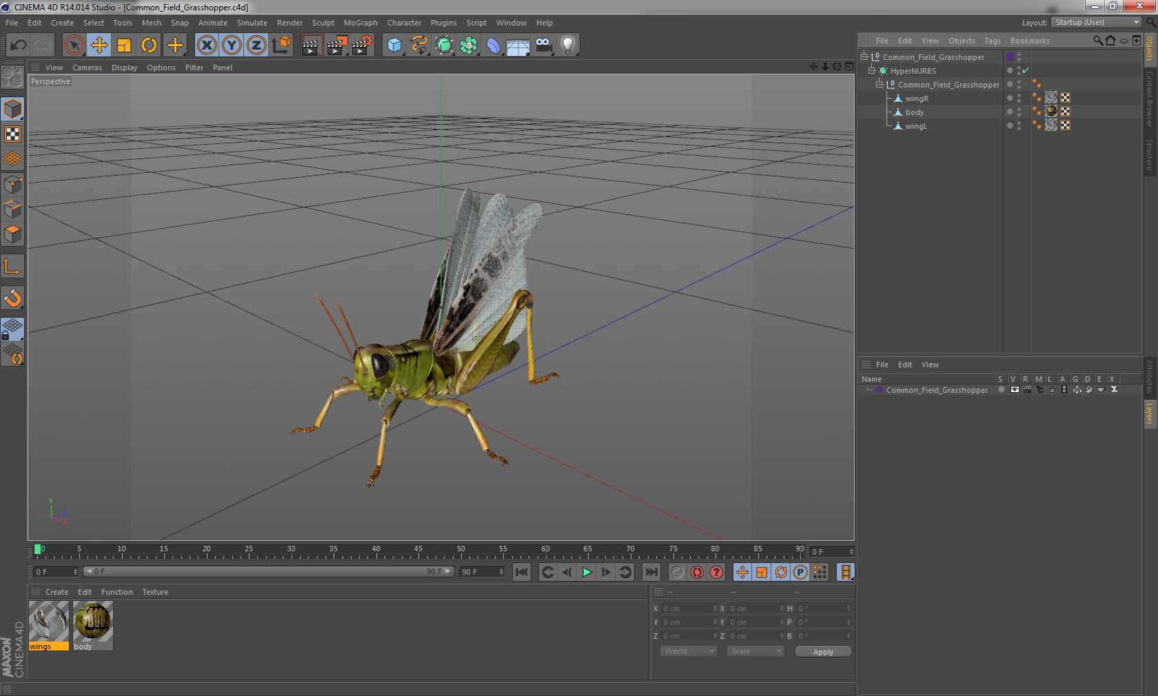 Common field grasshopper model - TurboSquid 1229319