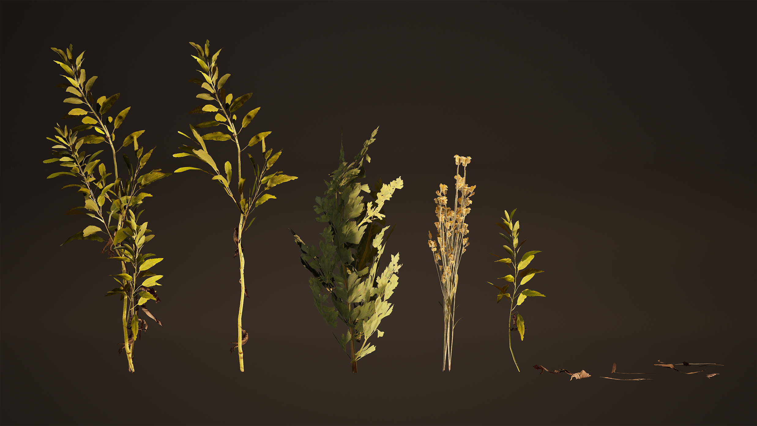 3D herb - TurboSquid 1686329