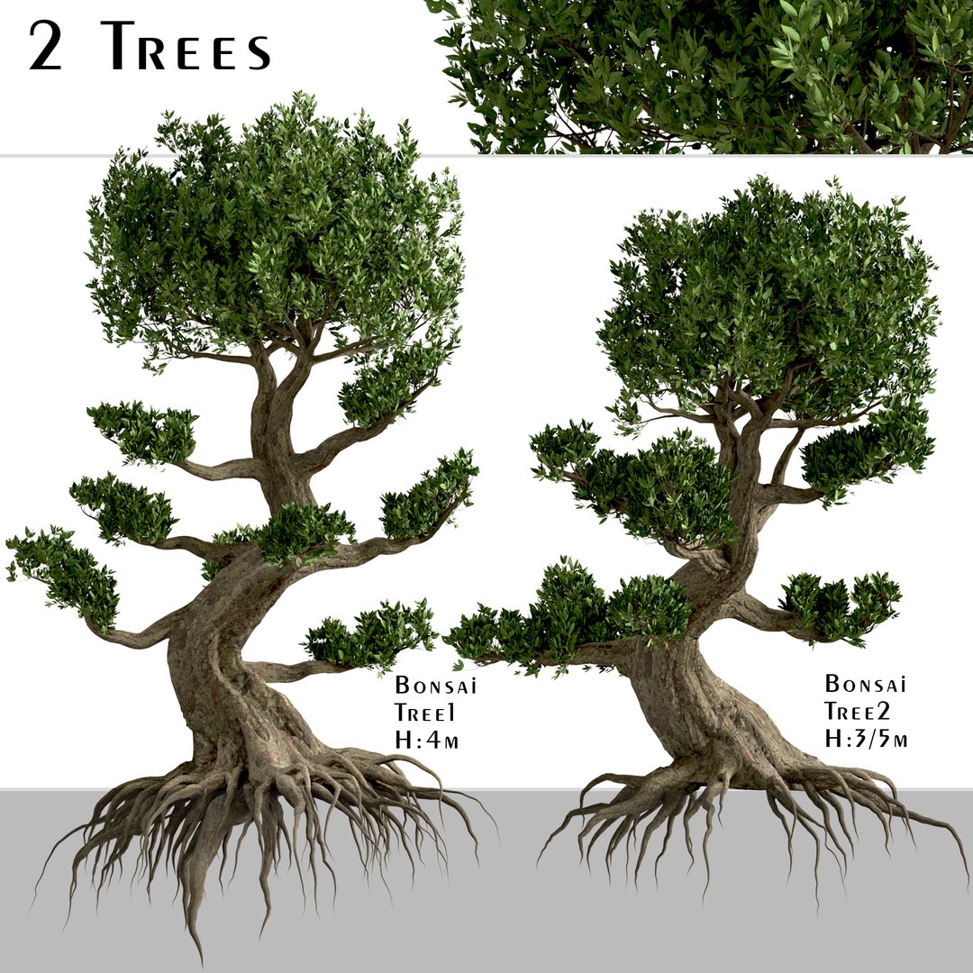 Set Of Bonsai Tree - 2 Trees 3D Model - TurboSquid 1997038