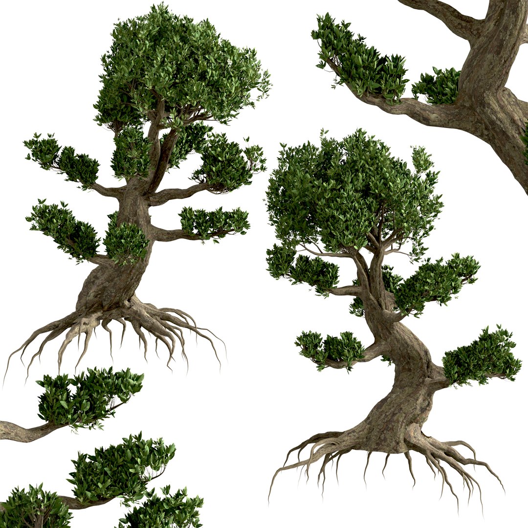 Set Of Bonsai Tree - 2 Trees 3D Model - TurboSquid 1997038
