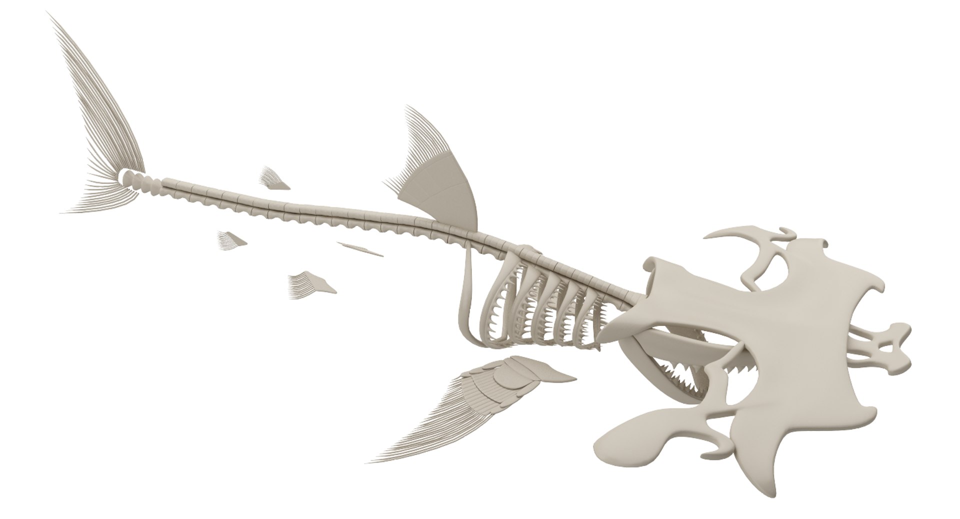 Hammerhead Skeleton Model - TurboSquid 1187777