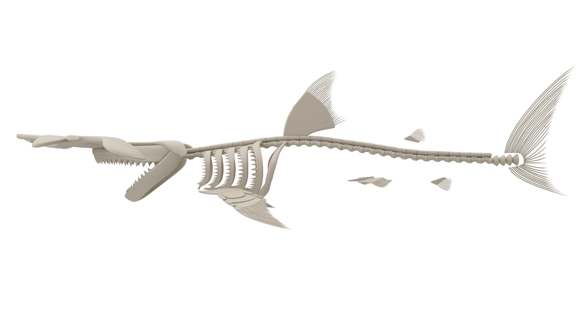 Hammerhead Skeleton Model - TurboSquid 1187777