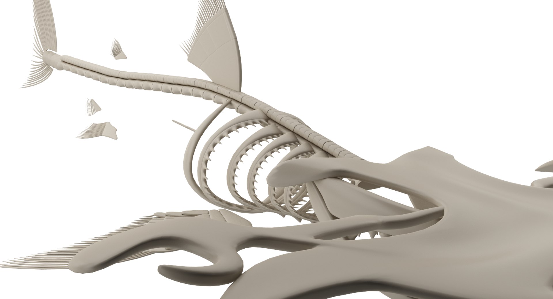 Hammerhead Skeleton Model - TurboSquid 1187777