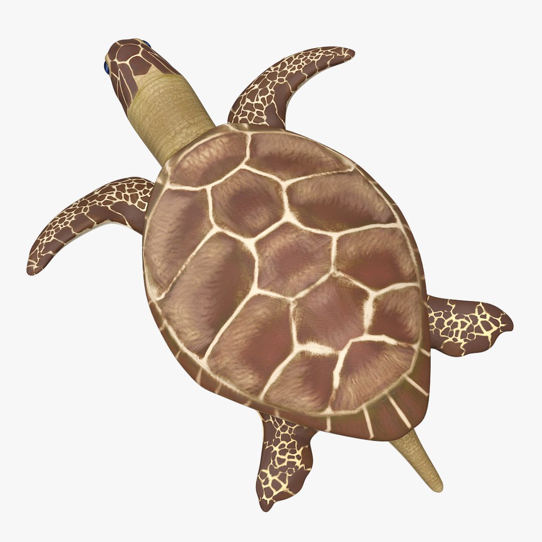 Green Sea Turtle Animations Model - TurboSquid 1538364