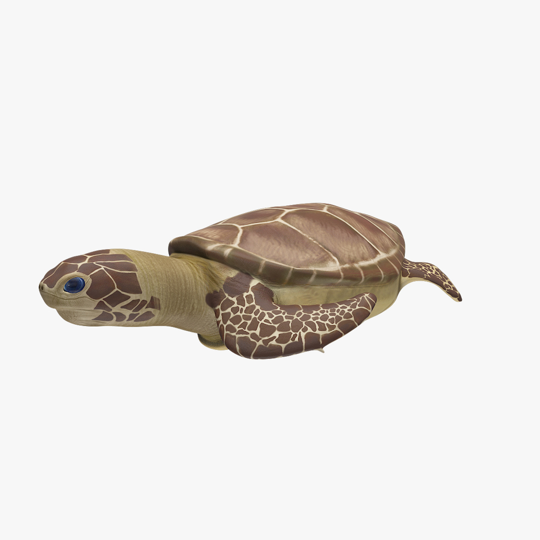Green Sea Turtle Animations Model - TurboSquid 1538364
