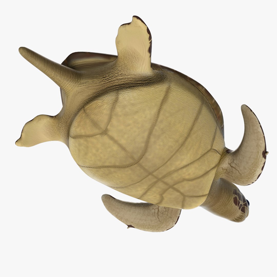 Green Sea Turtle Animations Model - TurboSquid 1538364