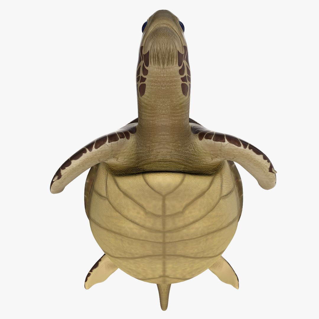 Green Sea Turtle Animations Model - TurboSquid 1538364