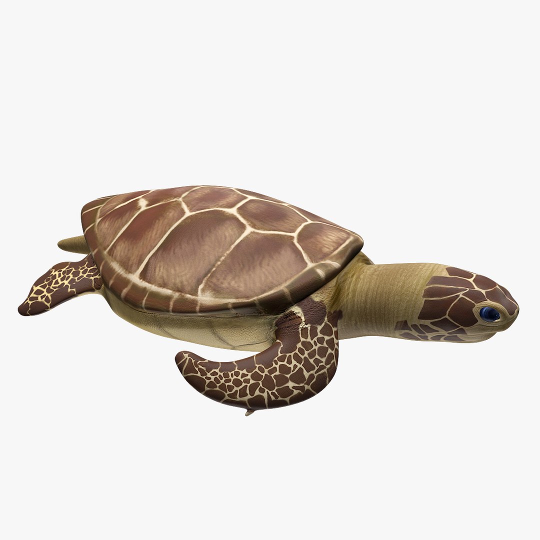 Green Sea Turtle Animations Model - TurboSquid 1538364