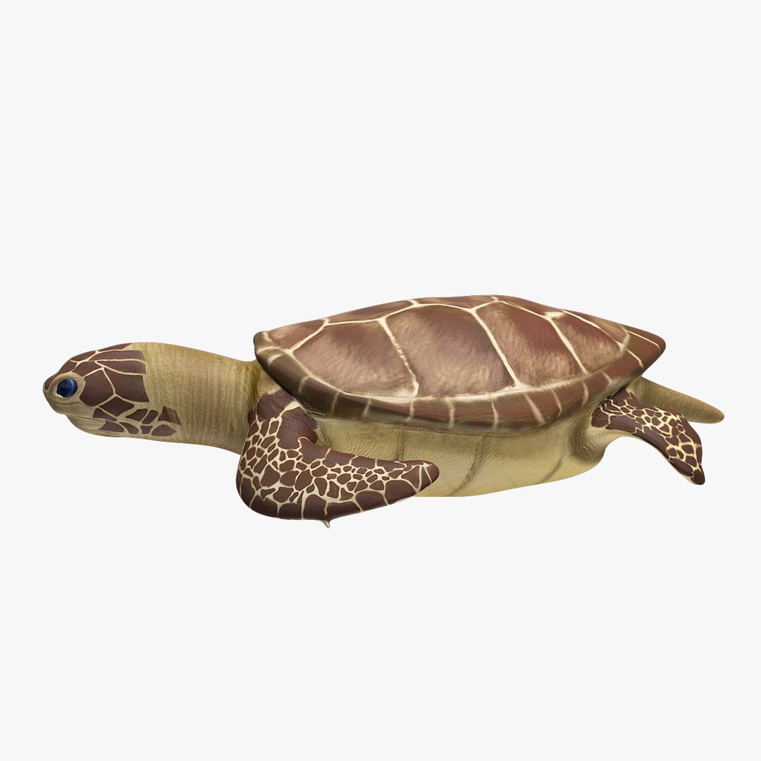 Green Sea Turtle Animations Model - TurboSquid 1538364