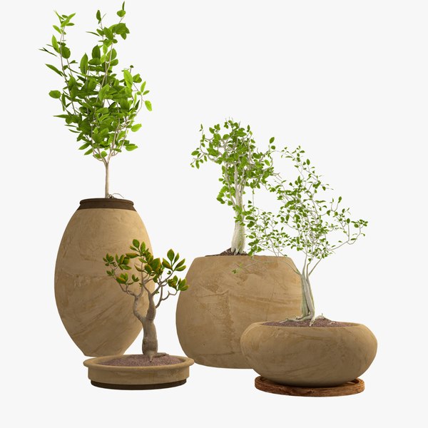 Bonsai Conifer Blender Models for Download | TurboSquid