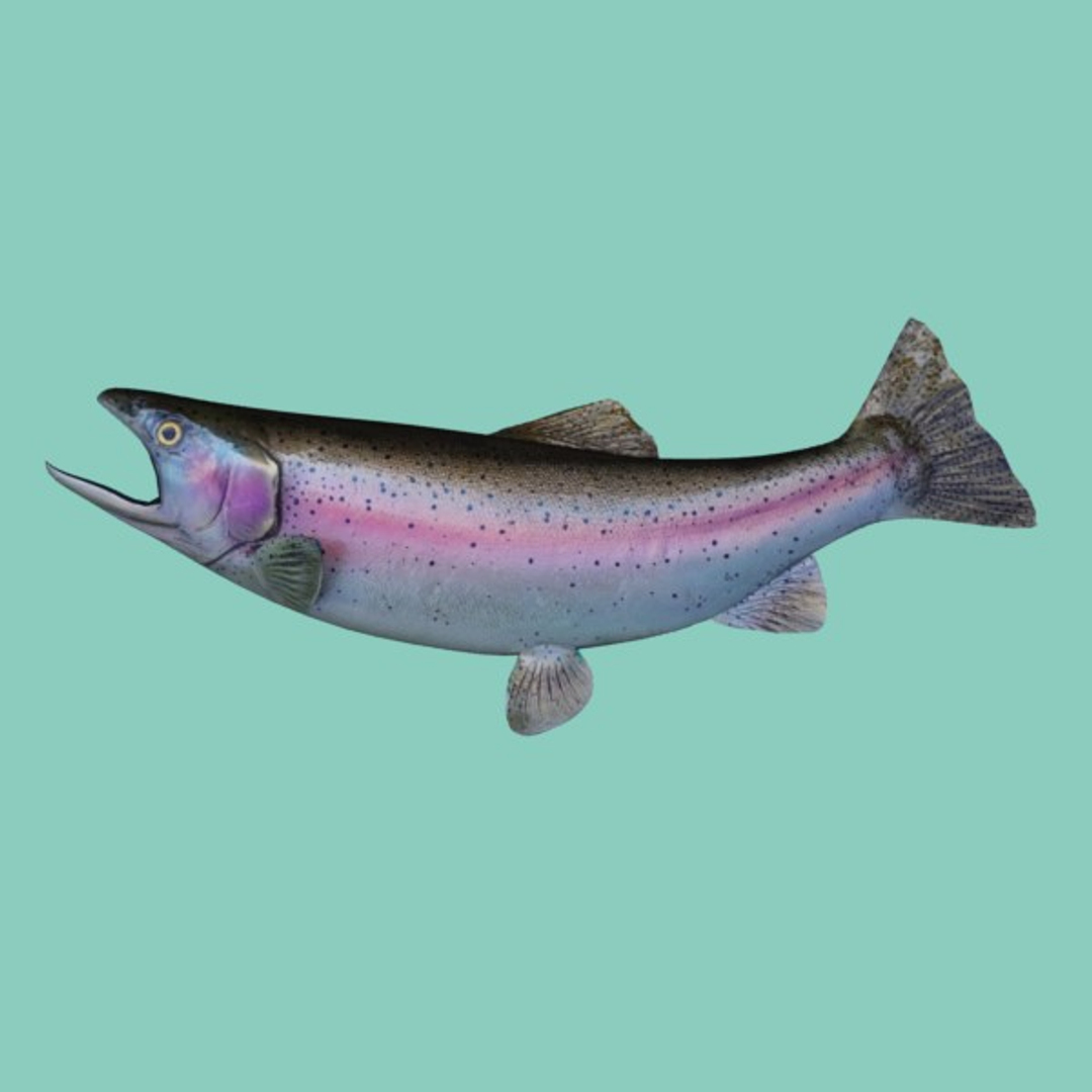3d Rainbow Trout Fg Model