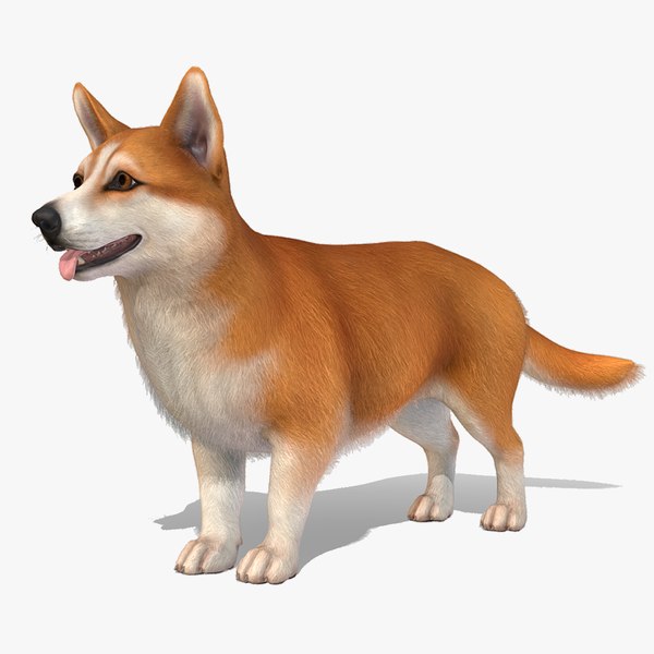 Corgi 3D Models for Download | TurboSquid