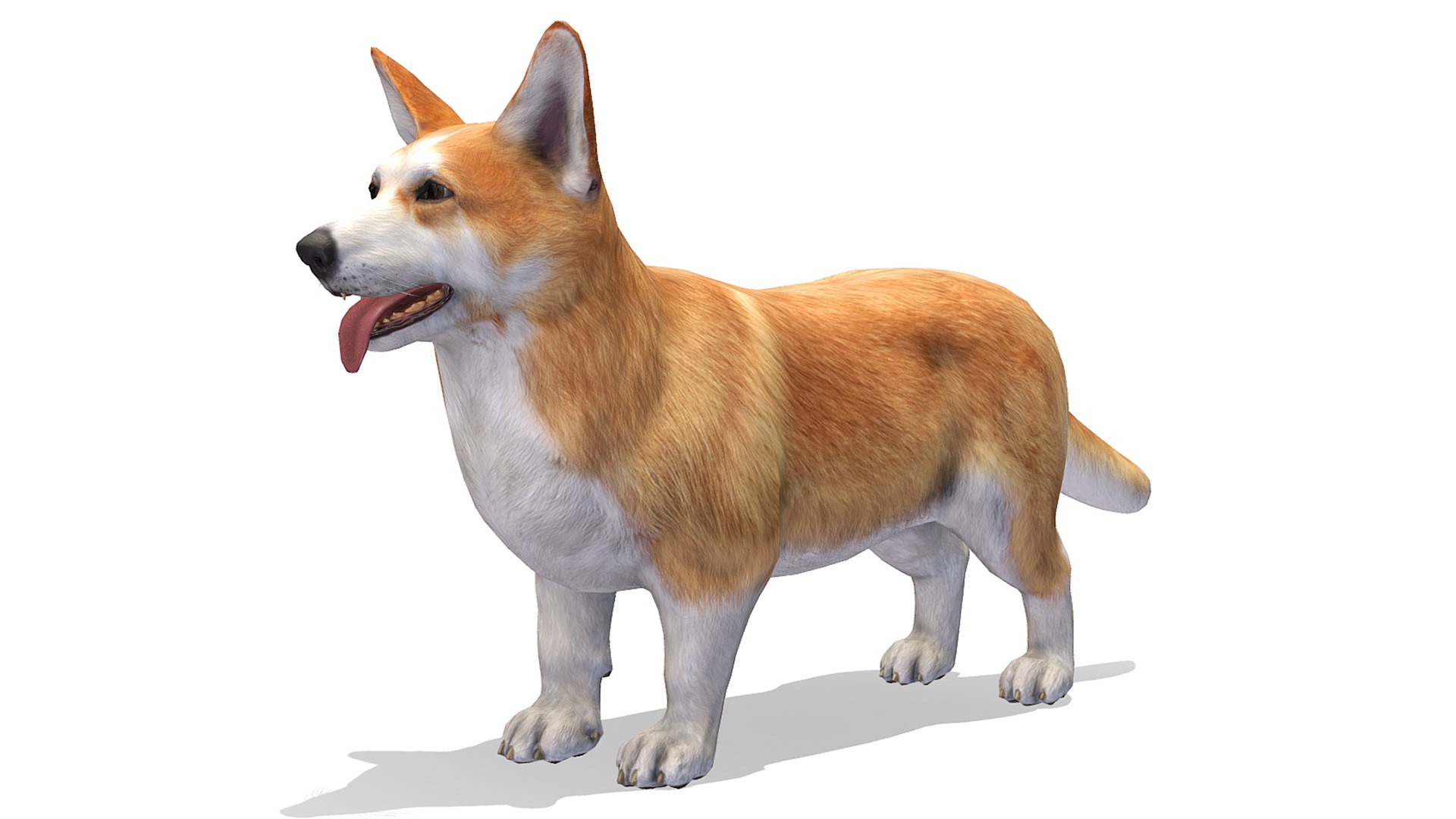 Dog - Corgi model - TurboSquid 1933417