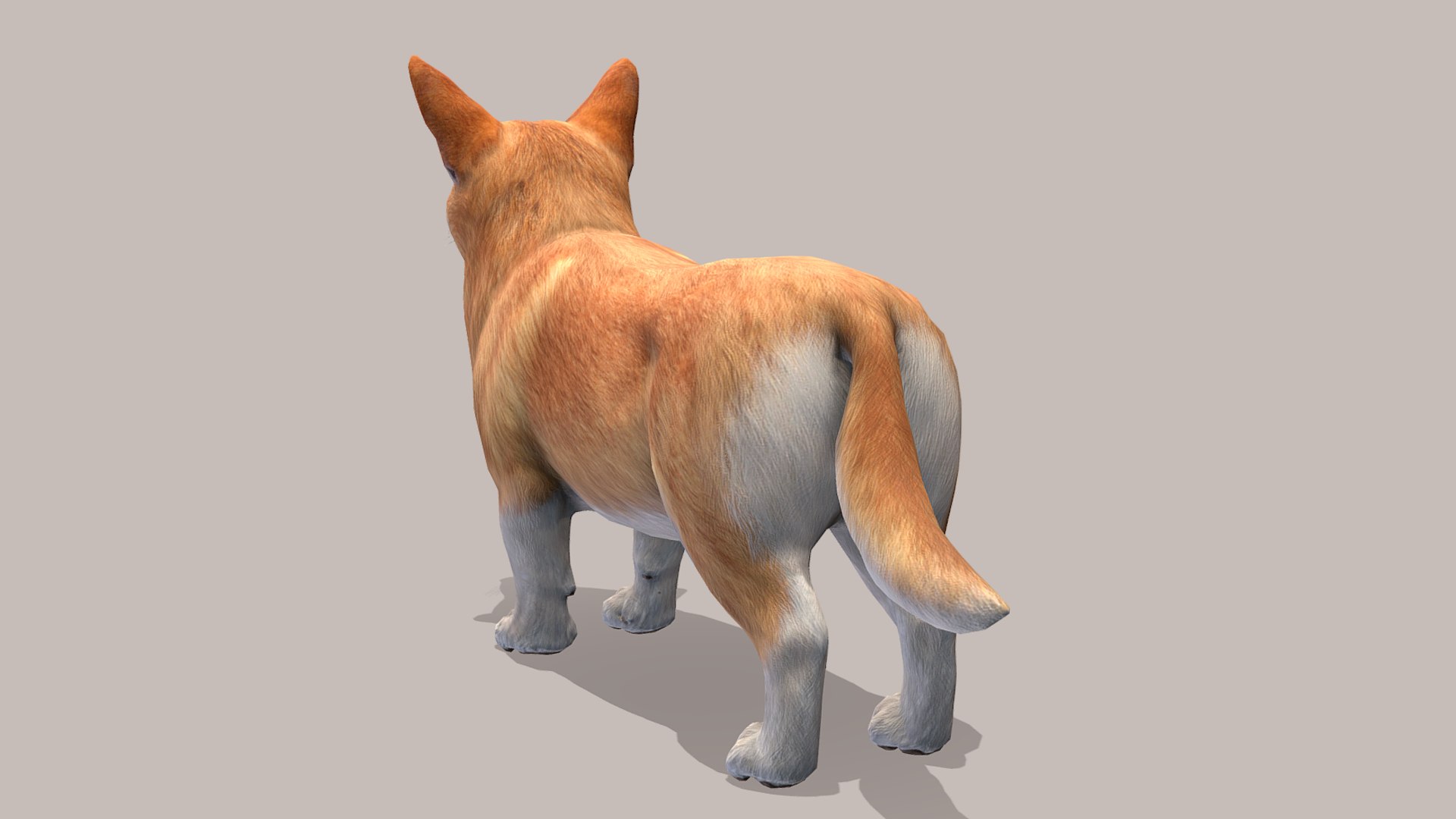 Dog - Corgi model - TurboSquid 1933417