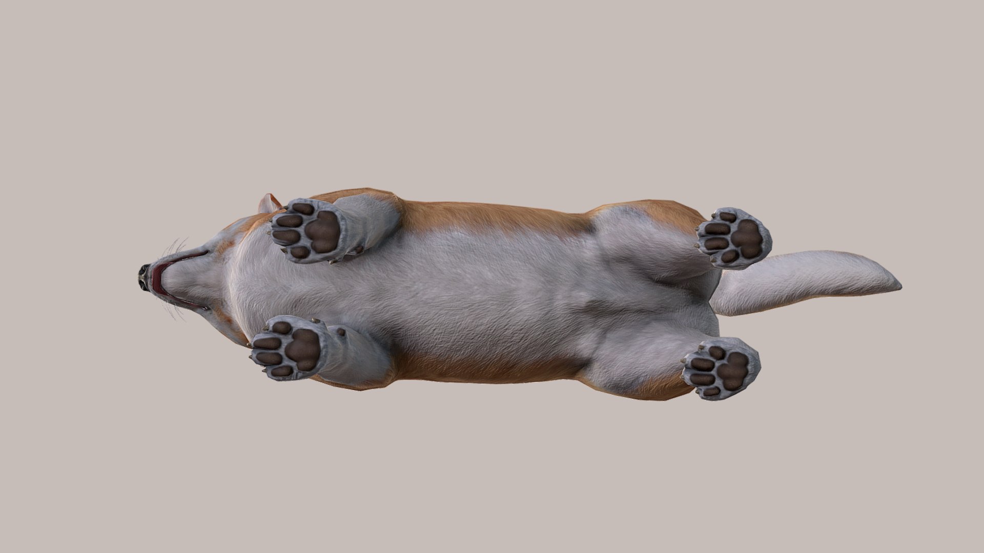 Dog - Corgi model - TurboSquid 1933417