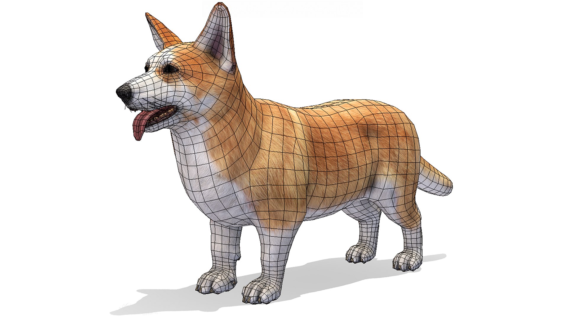 Dog - Corgi model - TurboSquid 1933417
