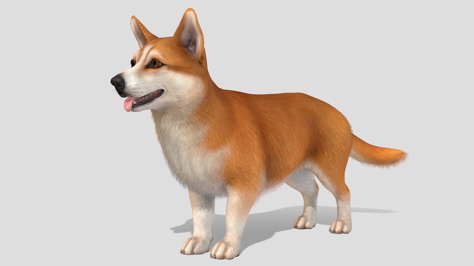 Dog - Corgi Model - TurboSquid 1933417
