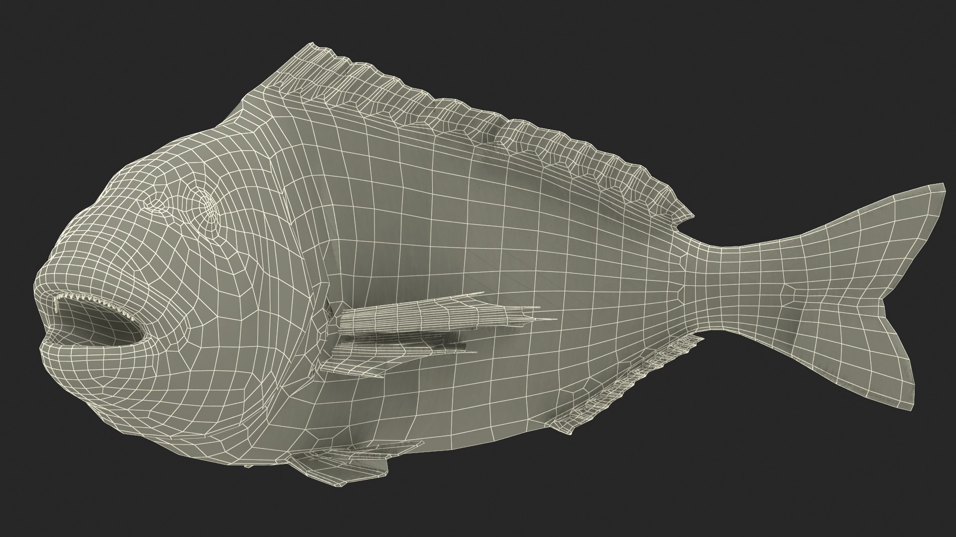 Gilthead Bream Fish Rigged for Cinema 4D model - TurboSquid 2177990