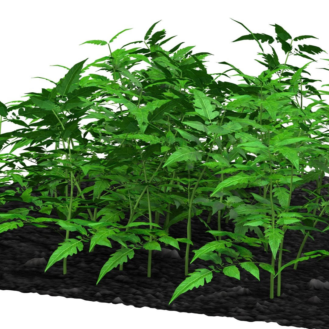 Young Tomato Plants Garden 3d Model