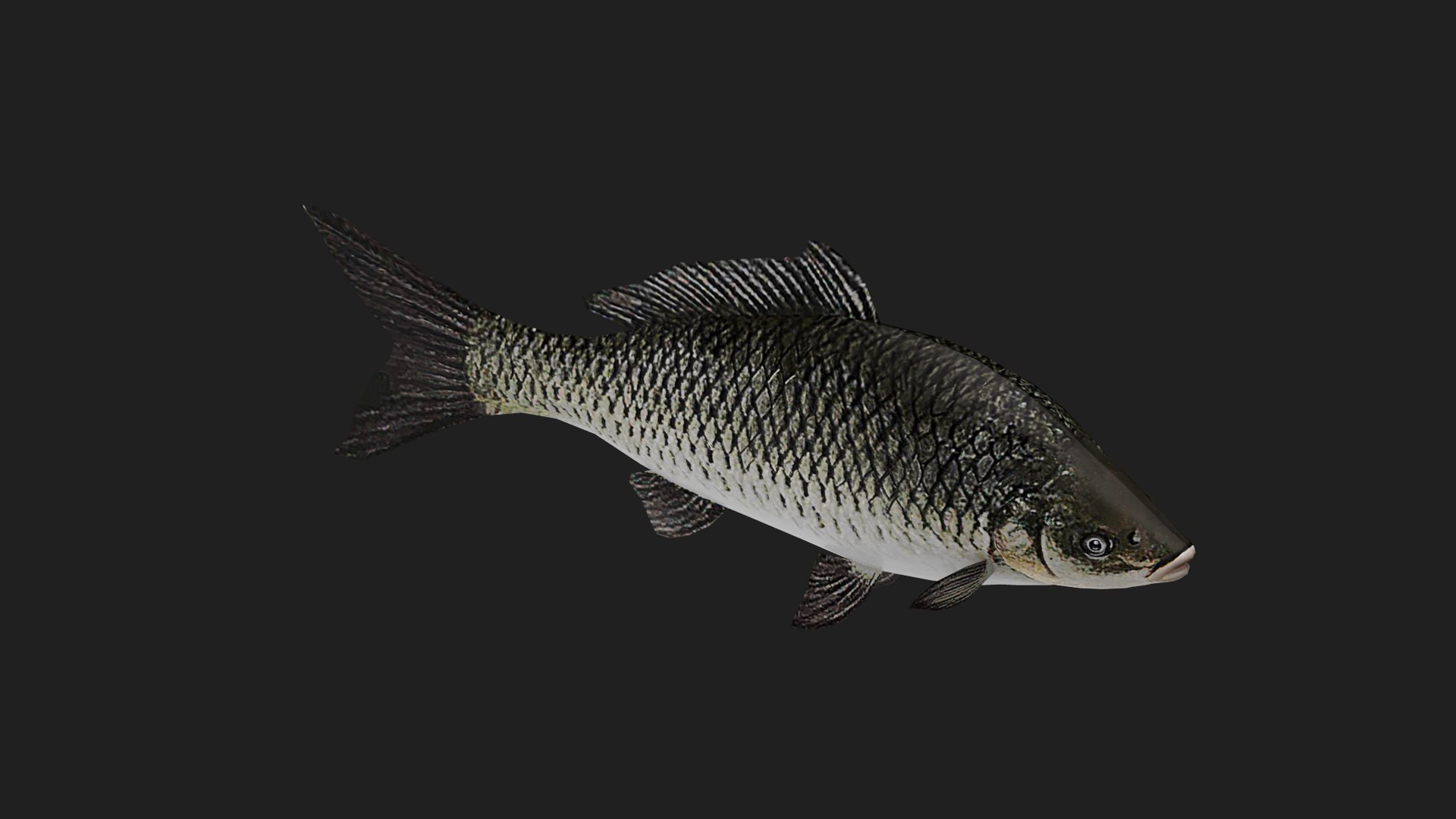 Carp 3D Model - TurboSquid 2125423