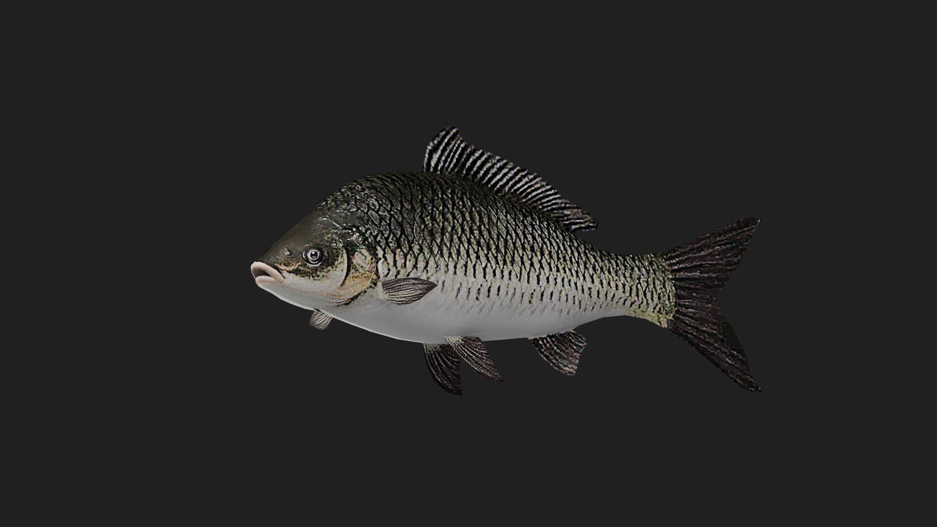 Carp 3D Model - TurboSquid 2125423