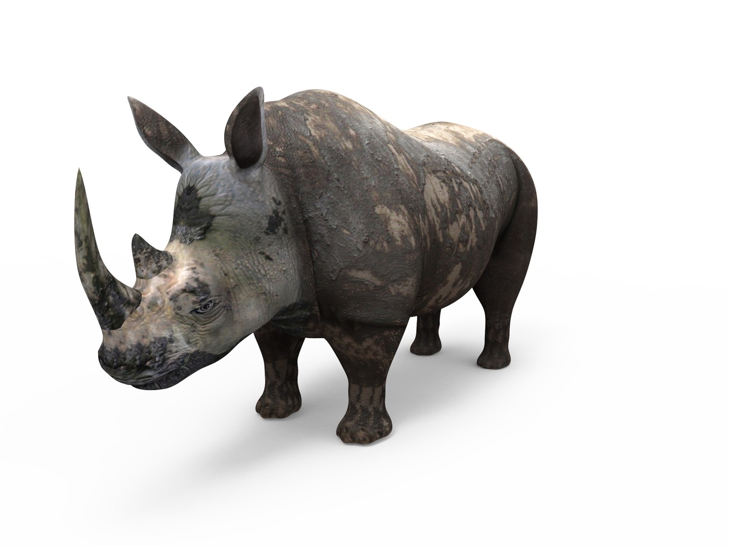 Dirty Rhino Rigged 3D Model - TurboSquid 1268962