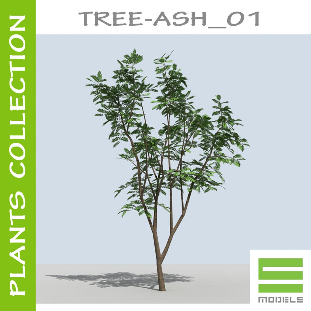 3d Tree - Ash 01 Model