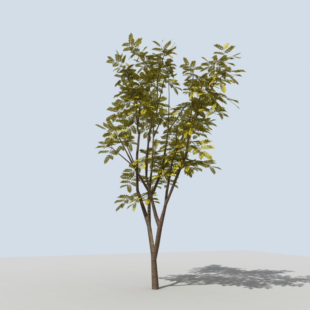 3d Tree - Ash 01 Model