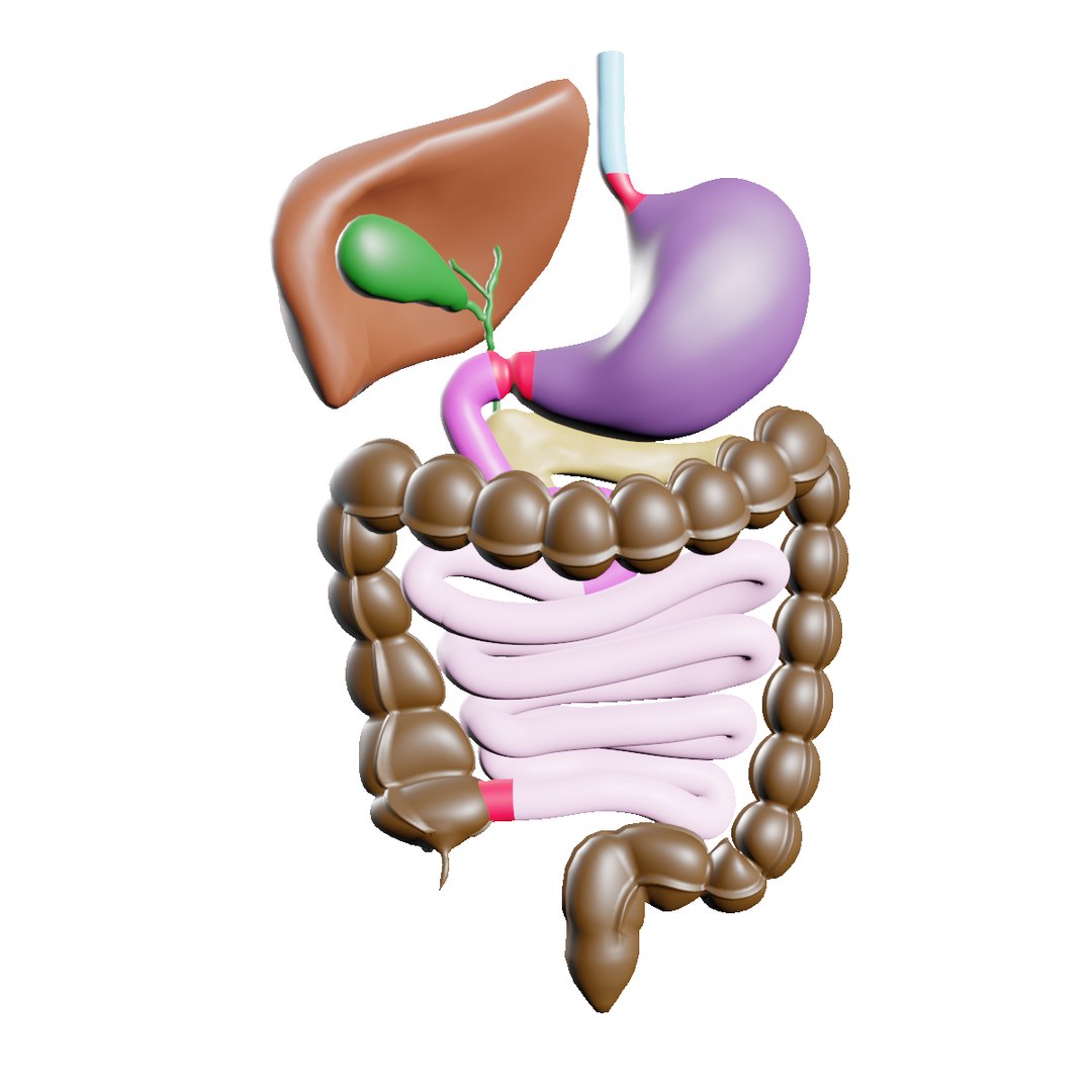 3D normal anatomy of the digestive tract - TurboSquid 1942868