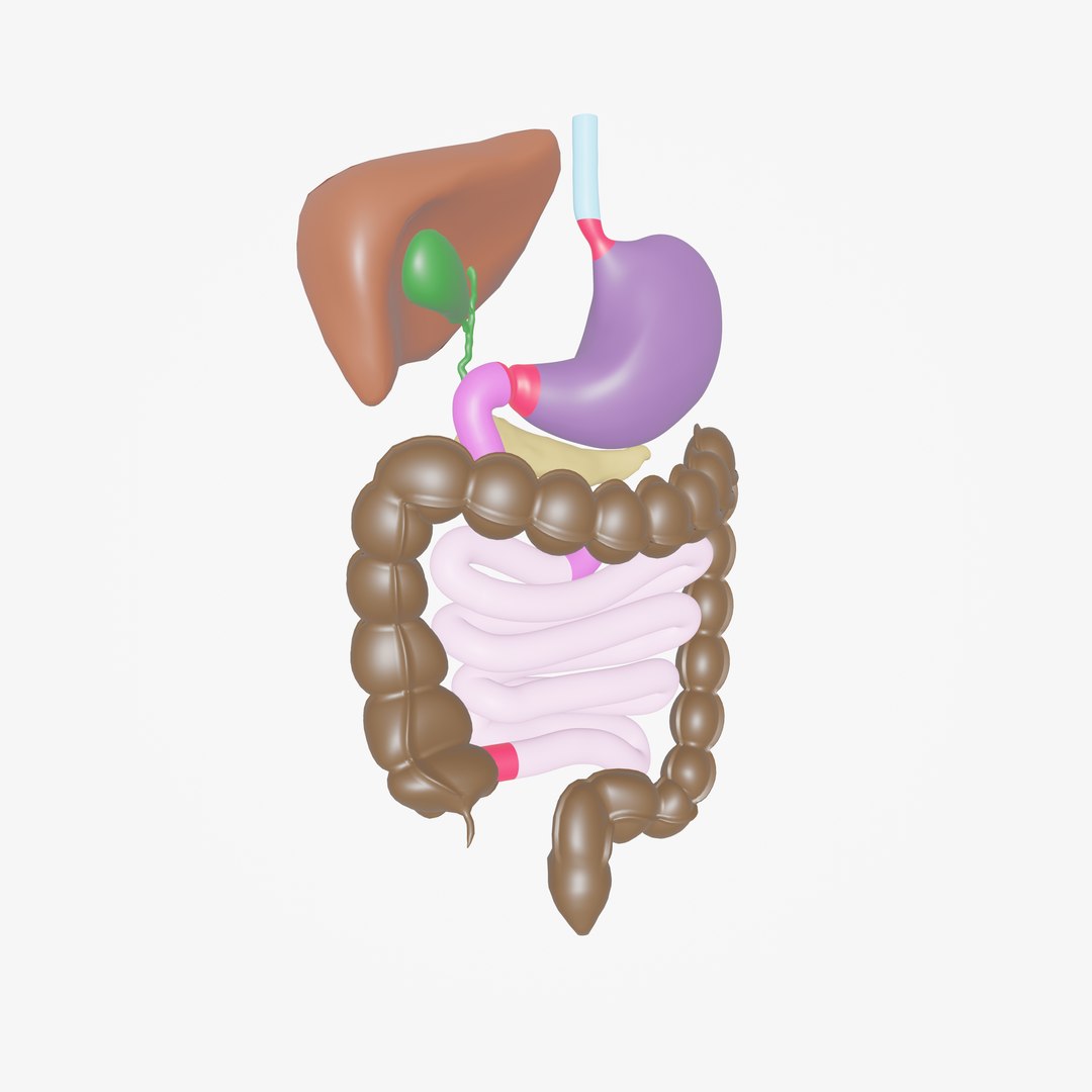 3D normal anatomy of the digestive tract - TurboSquid 1942868