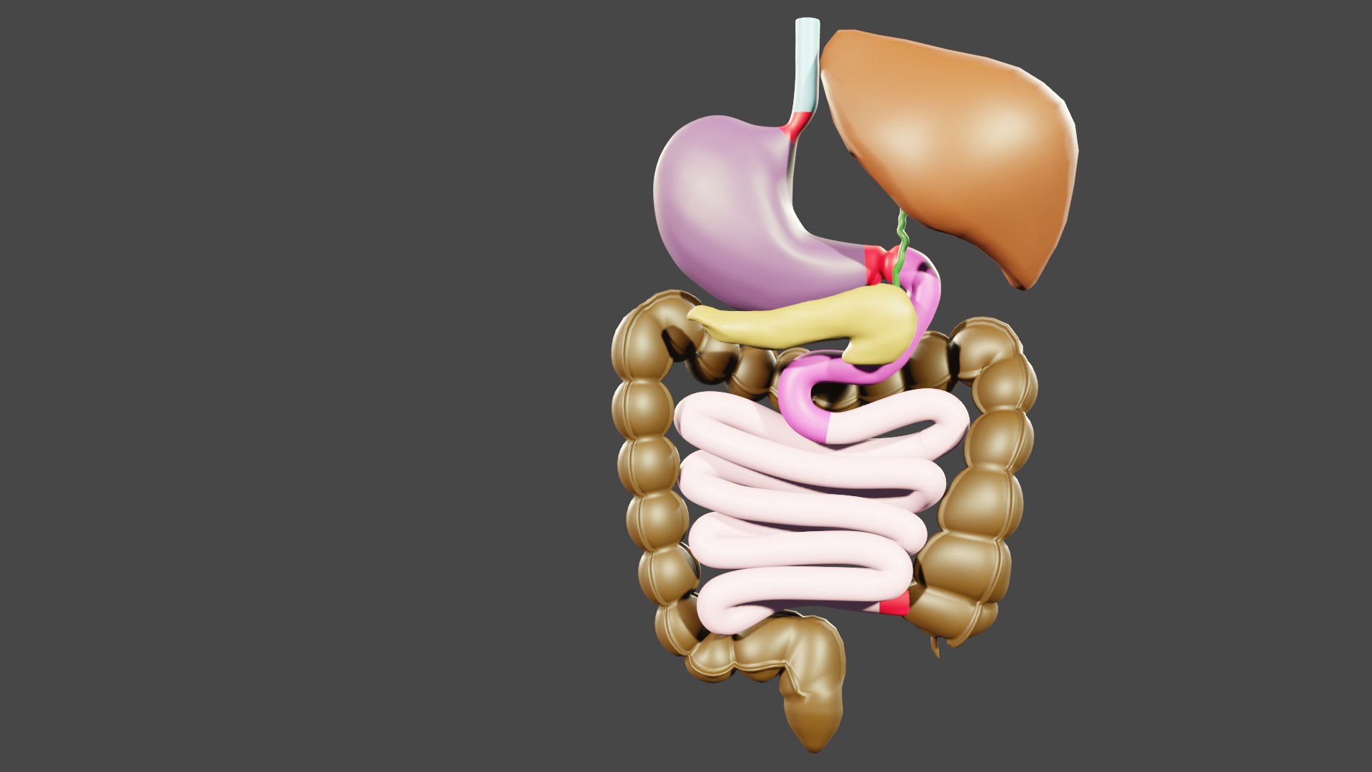 3D normal anatomy of the digestive tract - TurboSquid 1942868