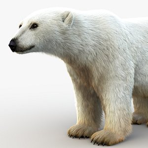 Low Poly Cartoon Polar Bear 3D Models For Download | TurboSquid