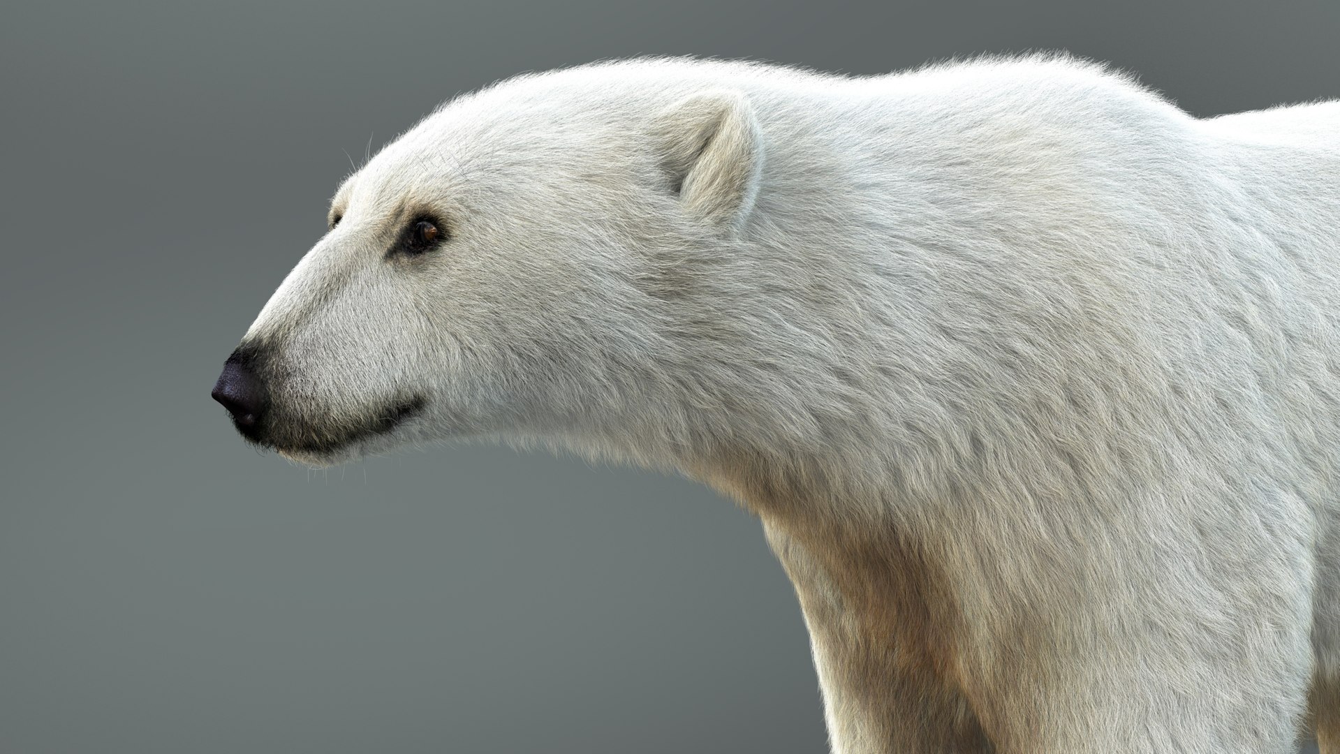 3D Polar Bear RIG XGEN-CORE - TurboSquid 2096084