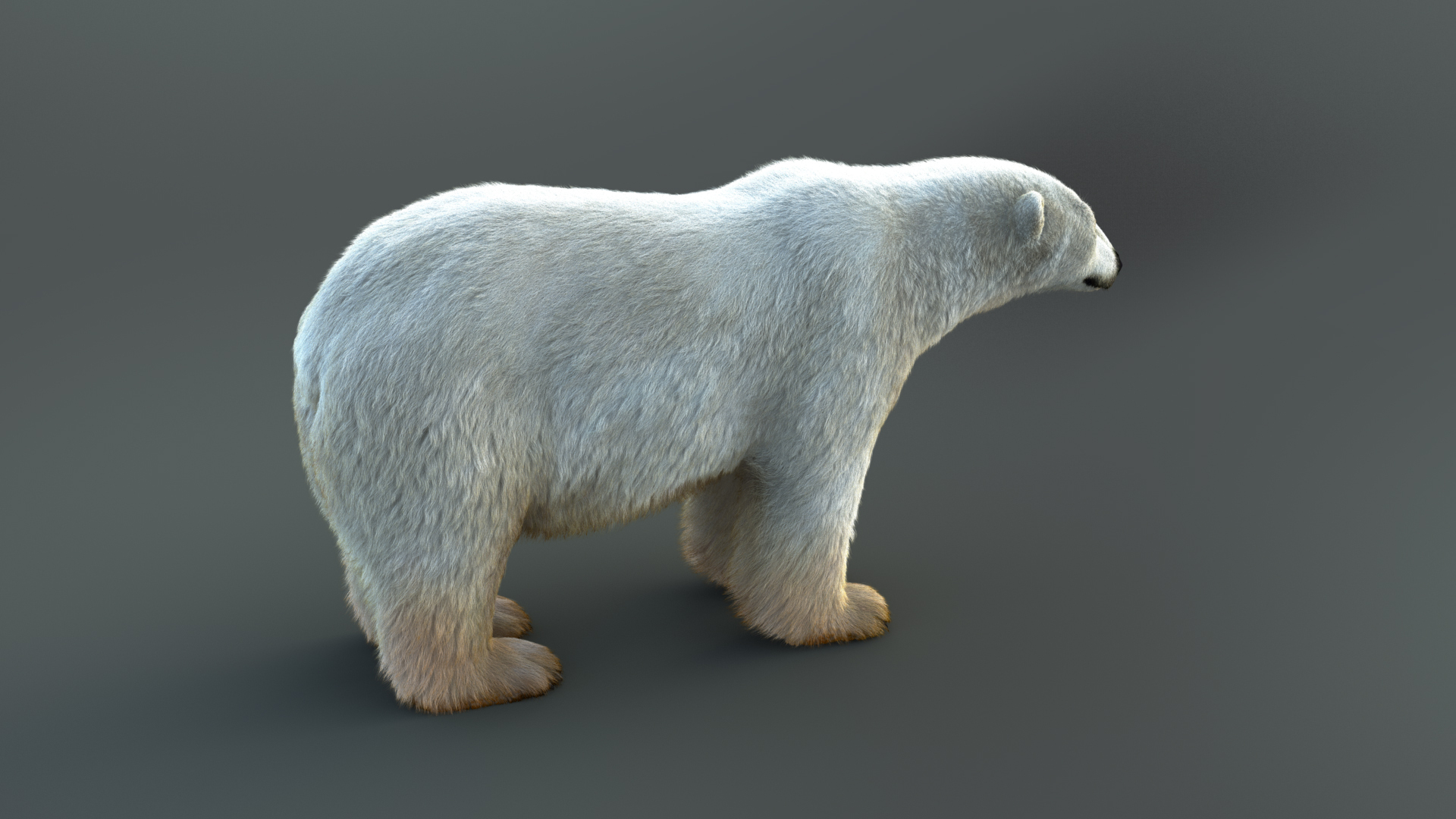 3D Polar Bear RIG XGEN-CORE - TurboSquid 2096084
