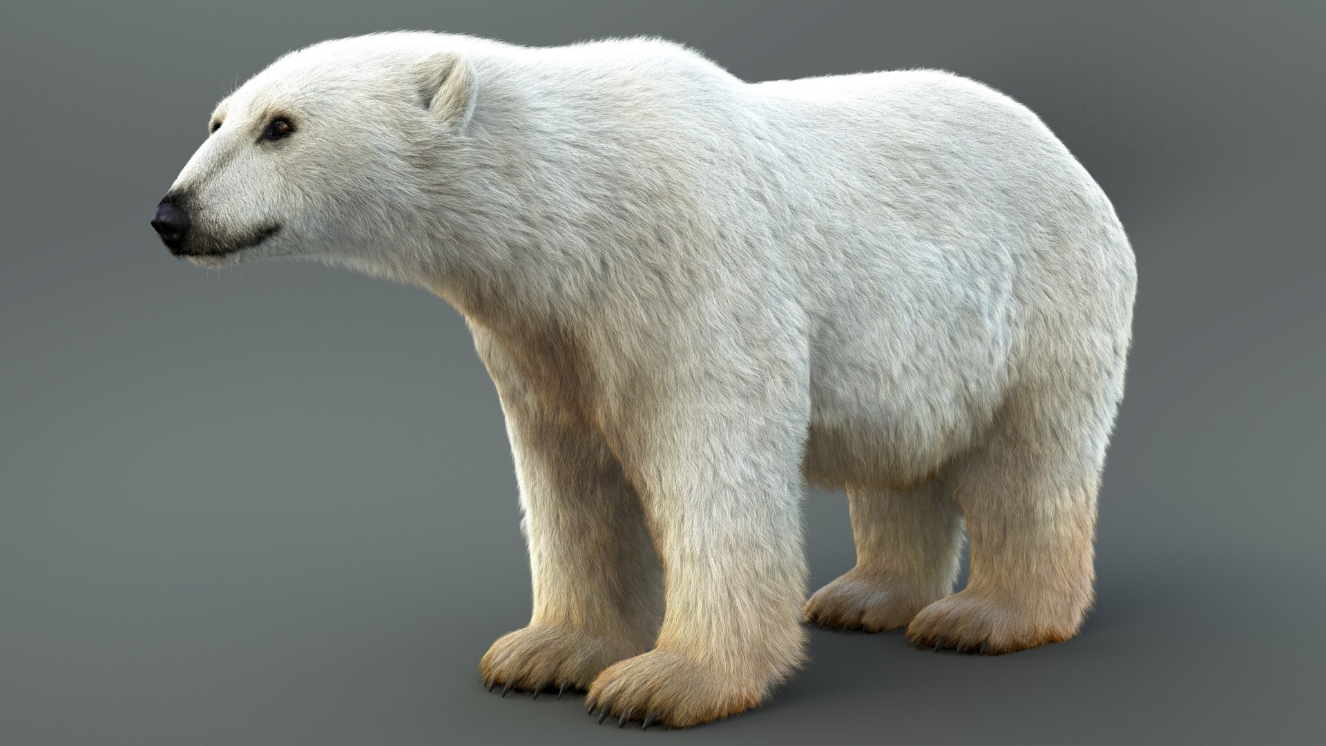 3D Polar Bear RIG XGEN-CORE - TurboSquid 2096084