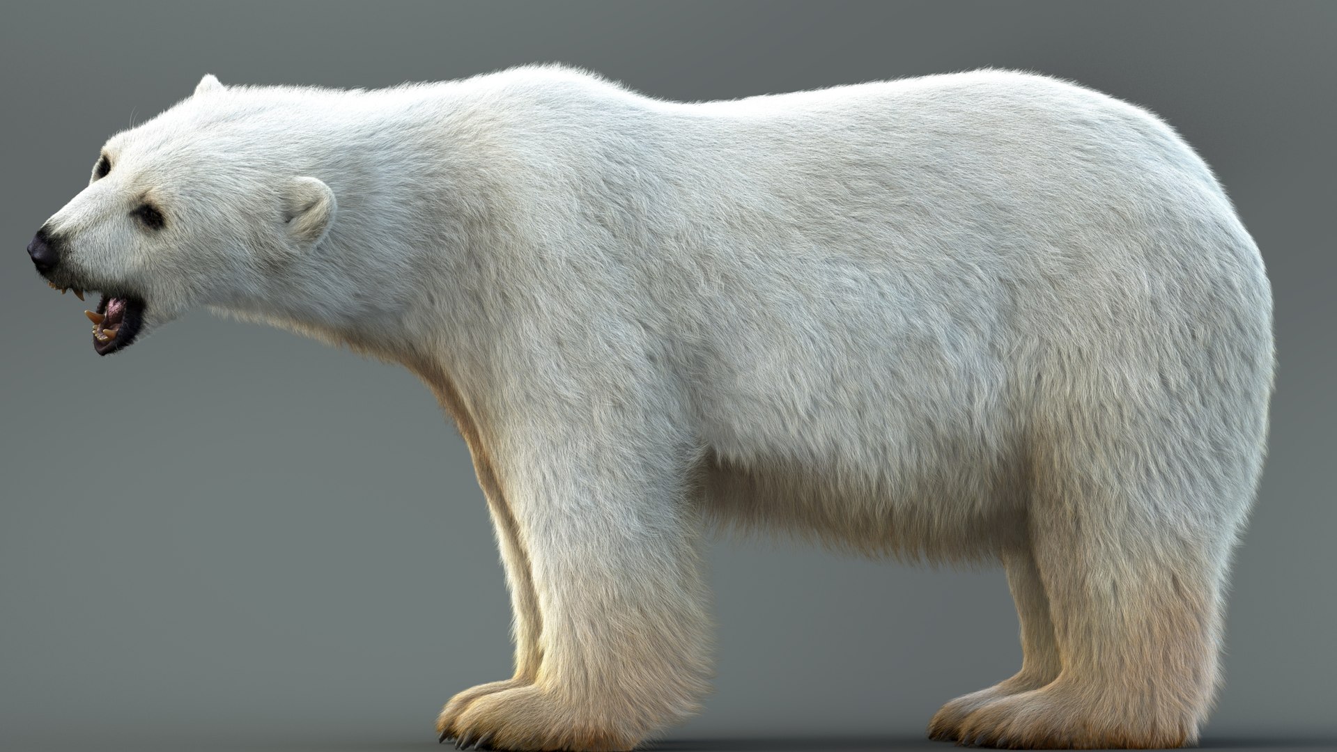 3D Polar Bear RIG XGEN-CORE - TurboSquid 2096084