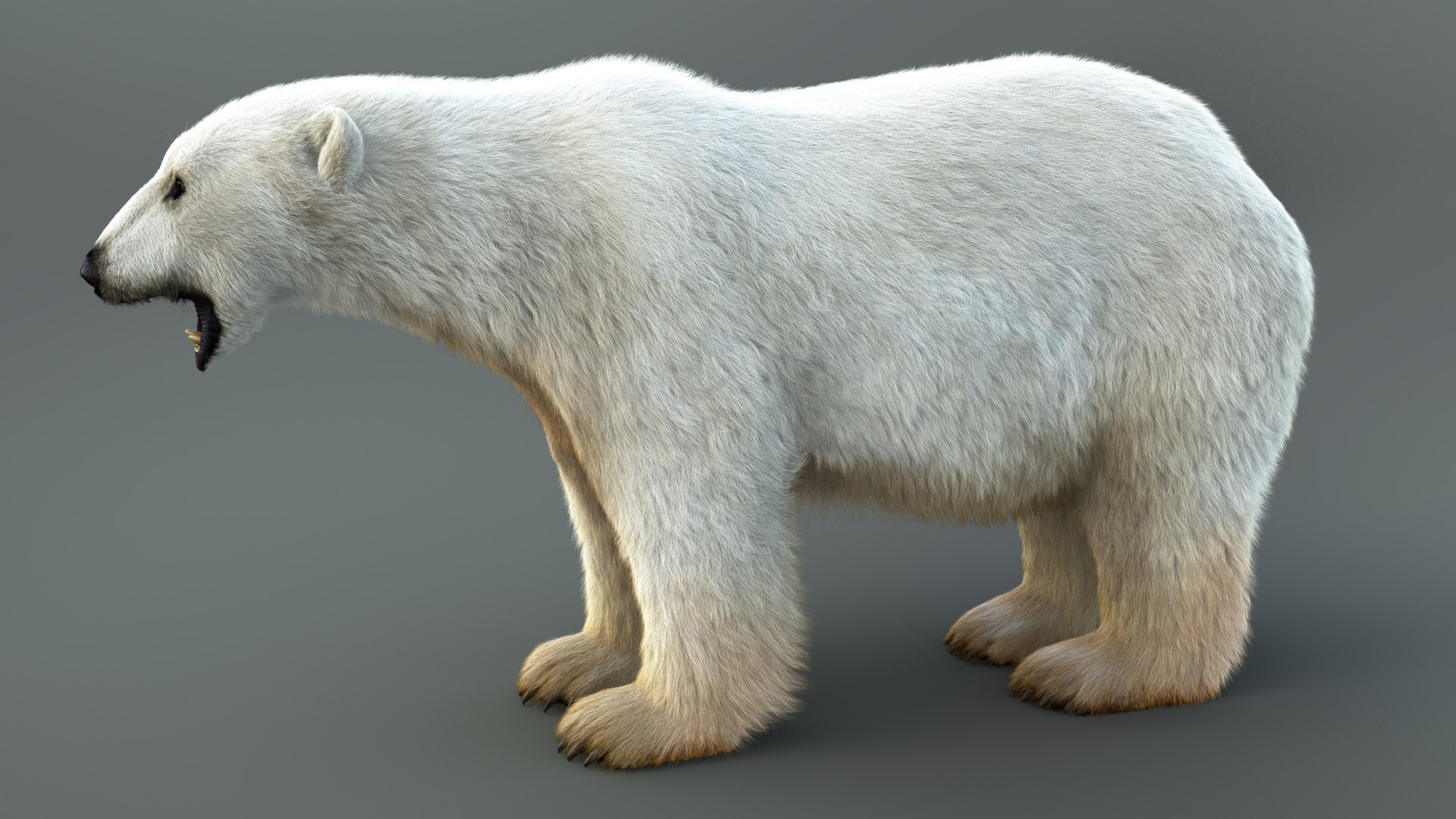 3D Polar Bear RIG XGEN-CORE - TurboSquid 2096084