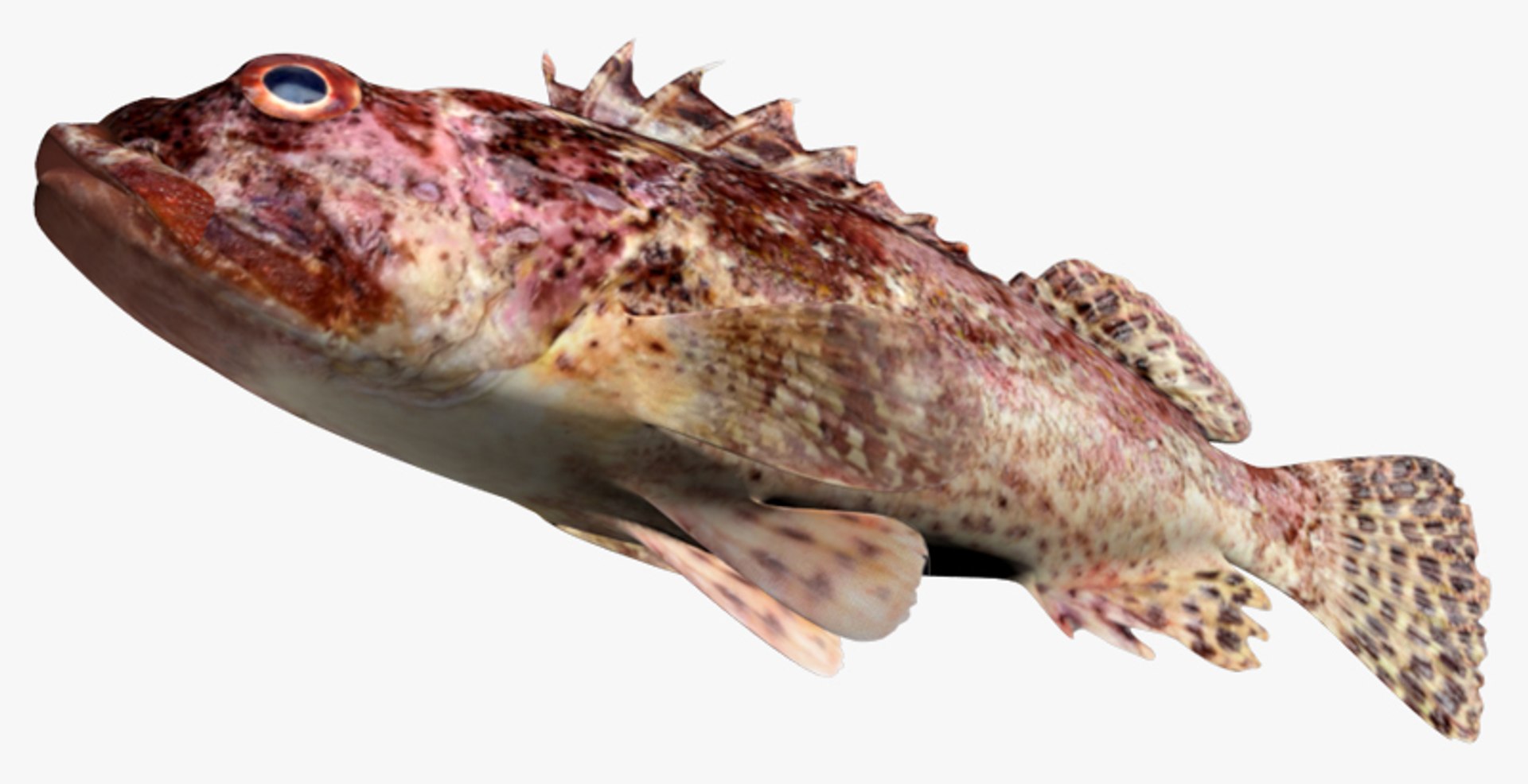 3D Scorpionfish Collection model - TurboSquid 1814293