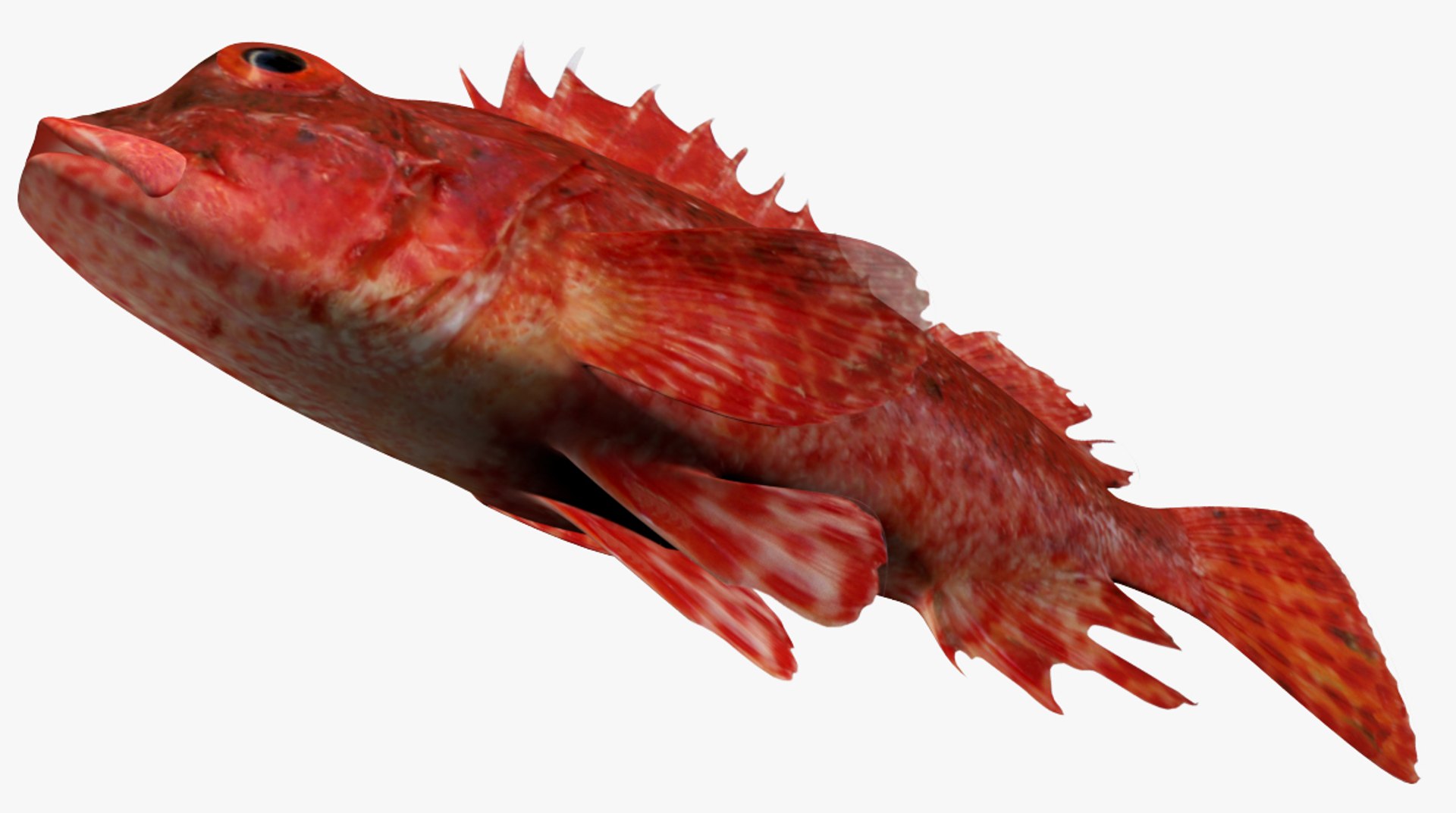 3D Scorpionfish Collection model - TurboSquid 1814293