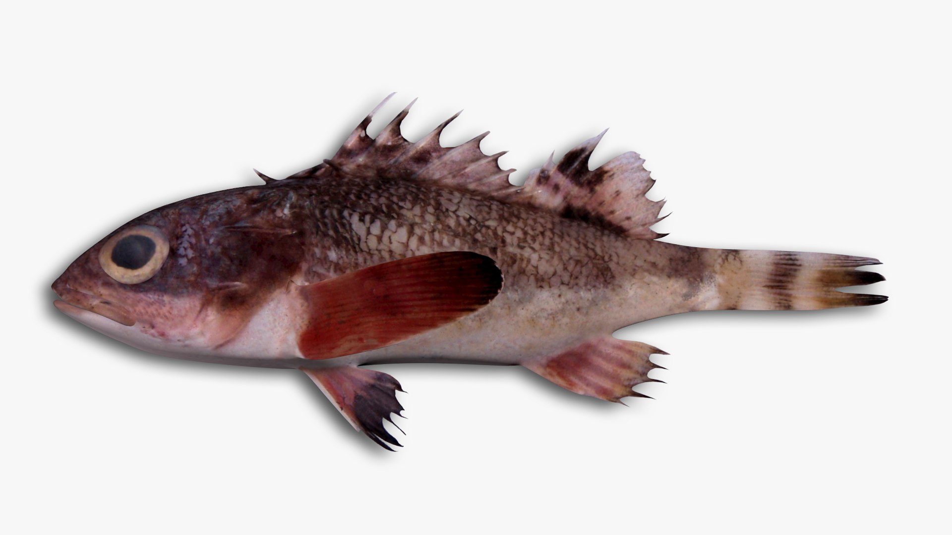 3D Scorpionfish Collection model - TurboSquid 1814293