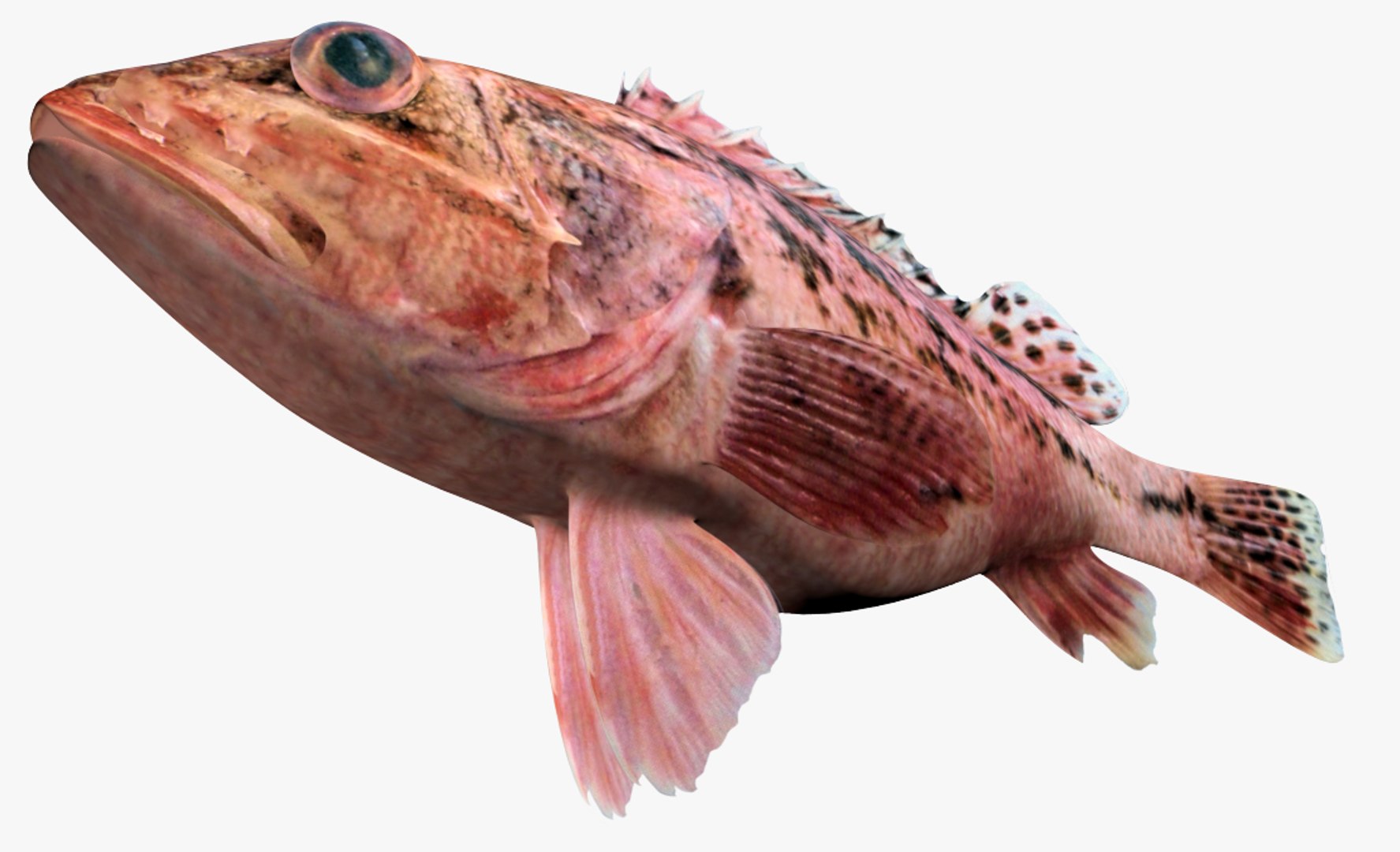 3D Scorpionfish Collection model - TurboSquid 1814293