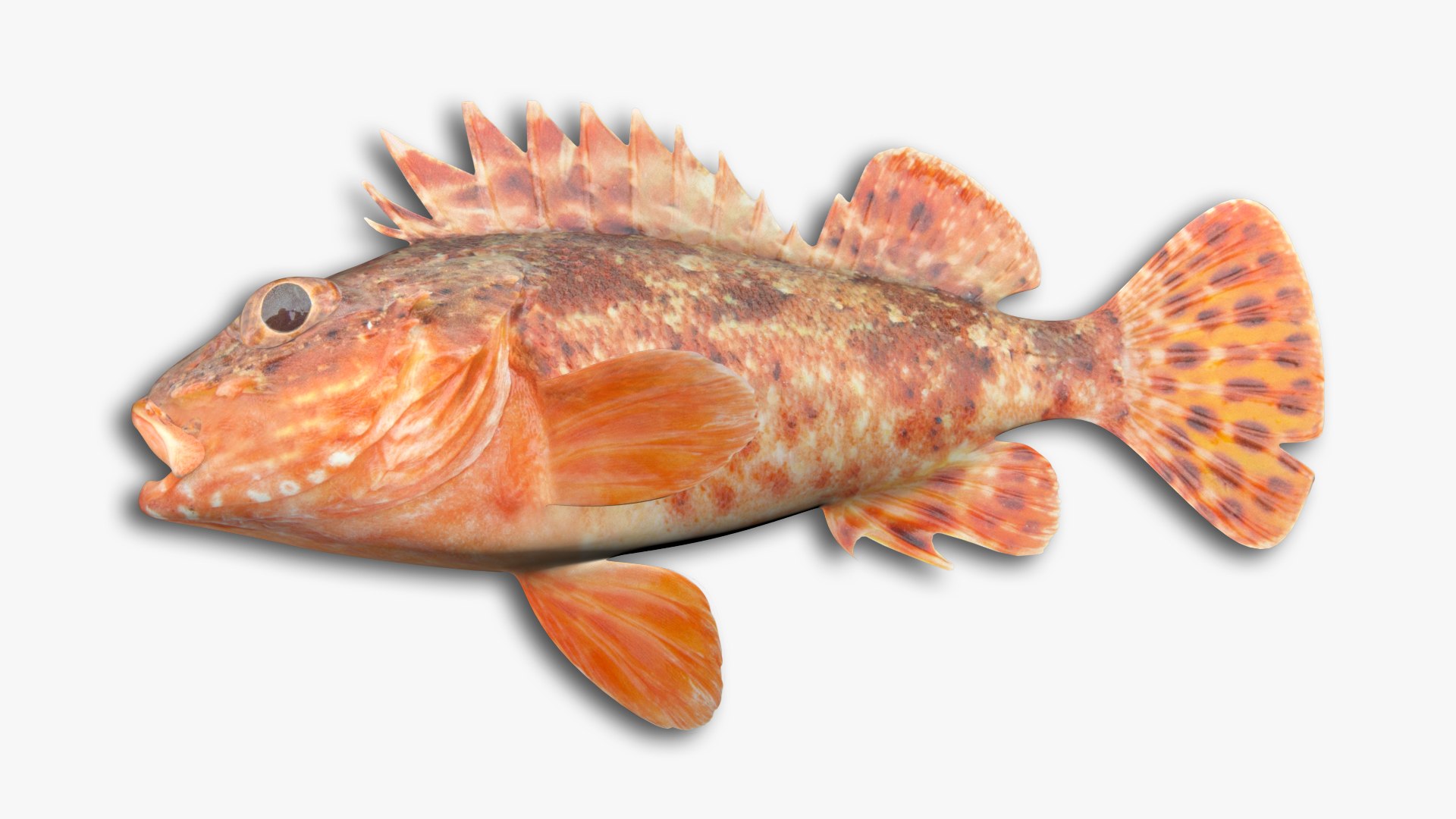 3D Scorpionfish Collection model - TurboSquid 1814293