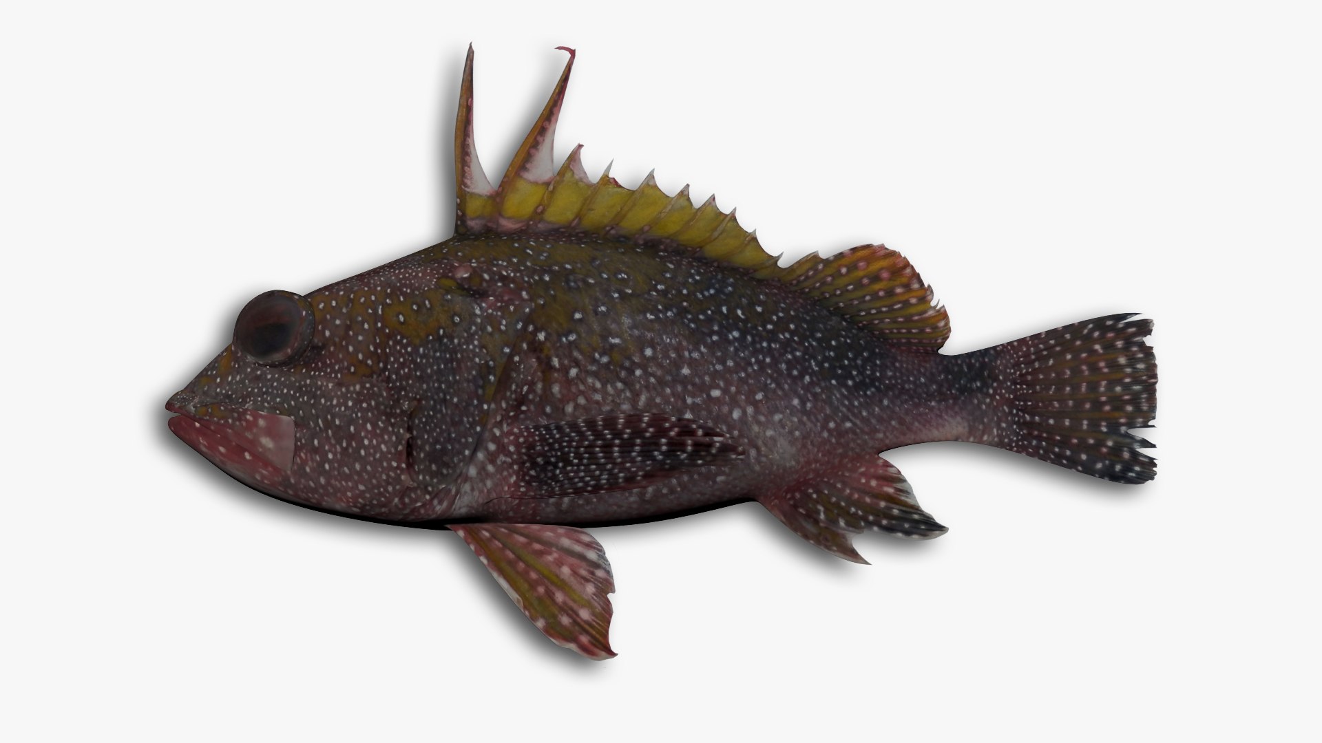 3D Scorpionfish Collection model - TurboSquid 1814293