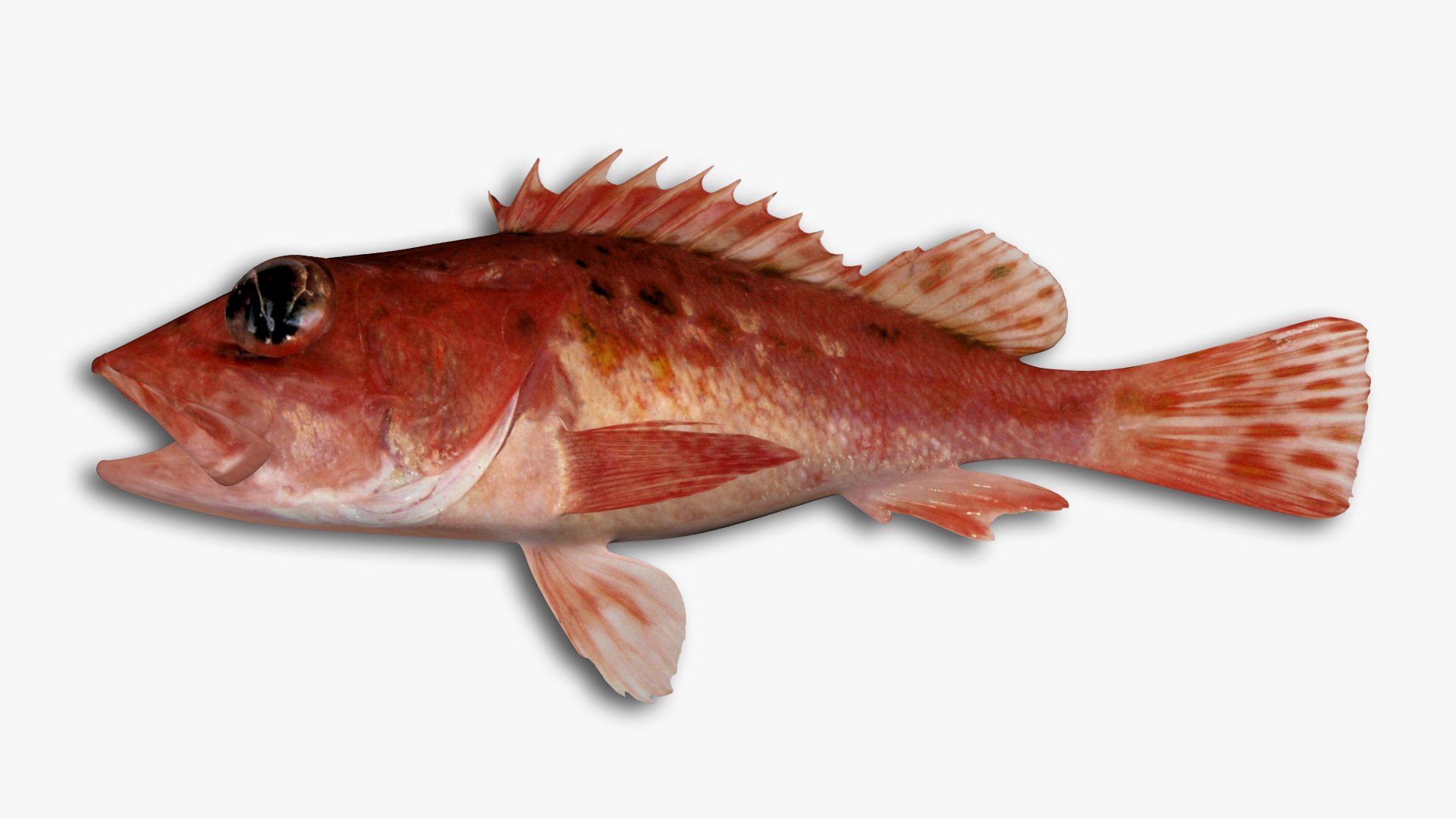 3D Scorpionfish Collection model - TurboSquid 1814293