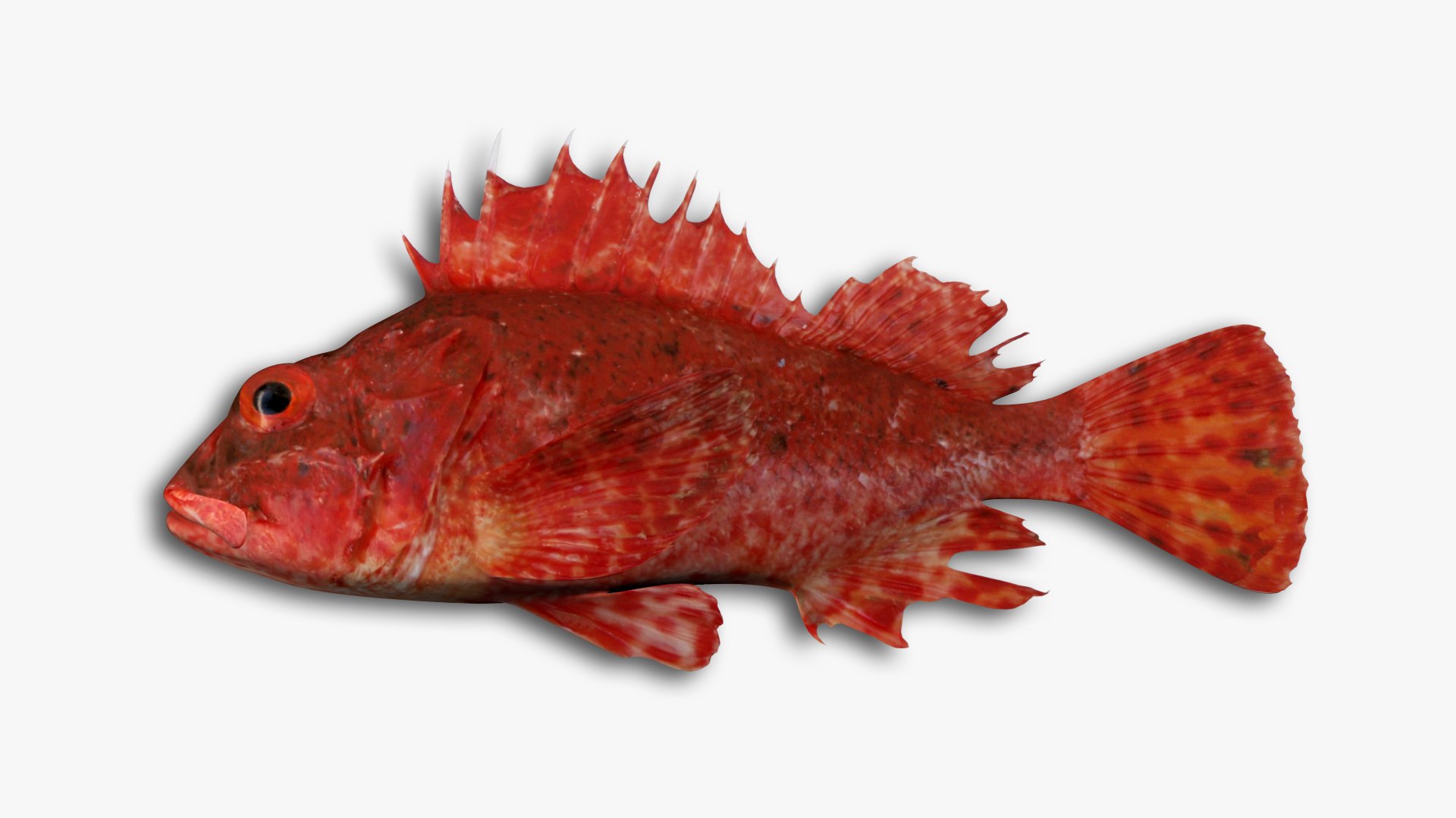 3D Scorpionfish Collection model - TurboSquid 1814293
