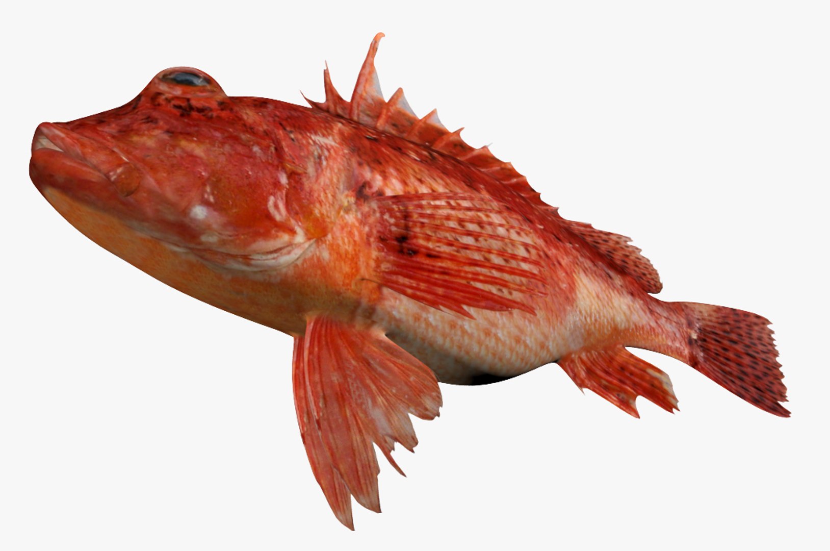 3D Scorpionfish Collection model - TurboSquid 1814293