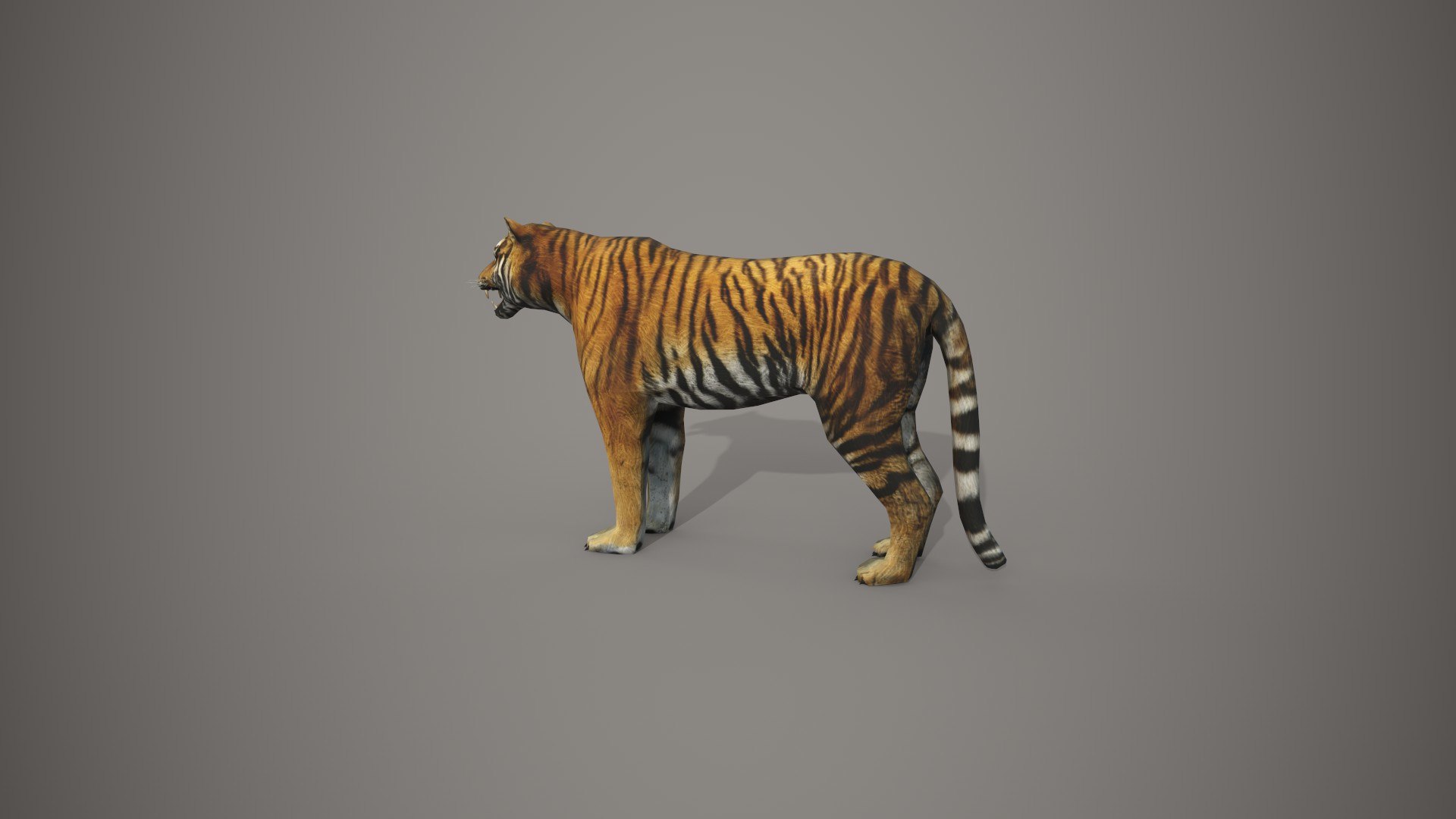 Bengali Tiger model - TurboSquid 2036199