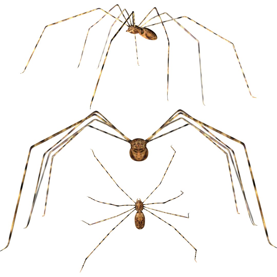 Fully Rigged Low Poly Spider 3D Model - TurboSquid 1756372