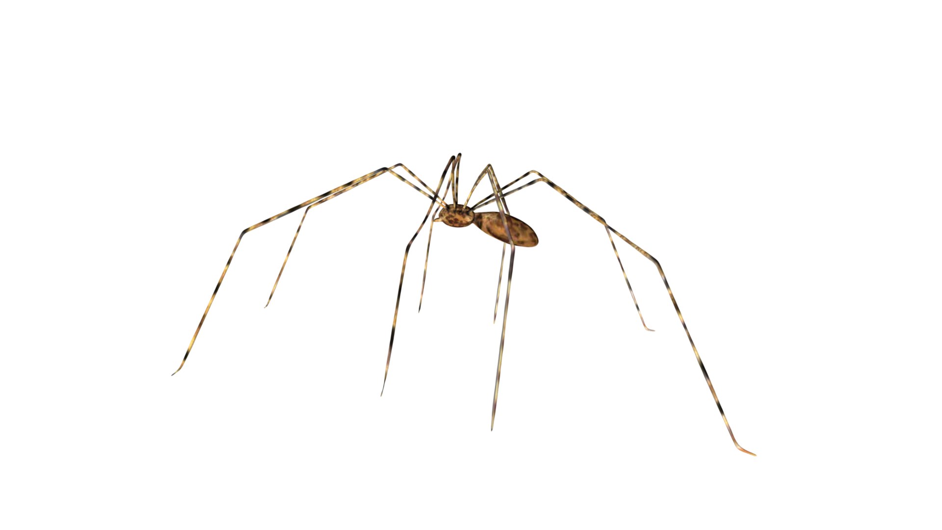 Fully Rigged Low Poly Spider 3D Model - TurboSquid 1756372