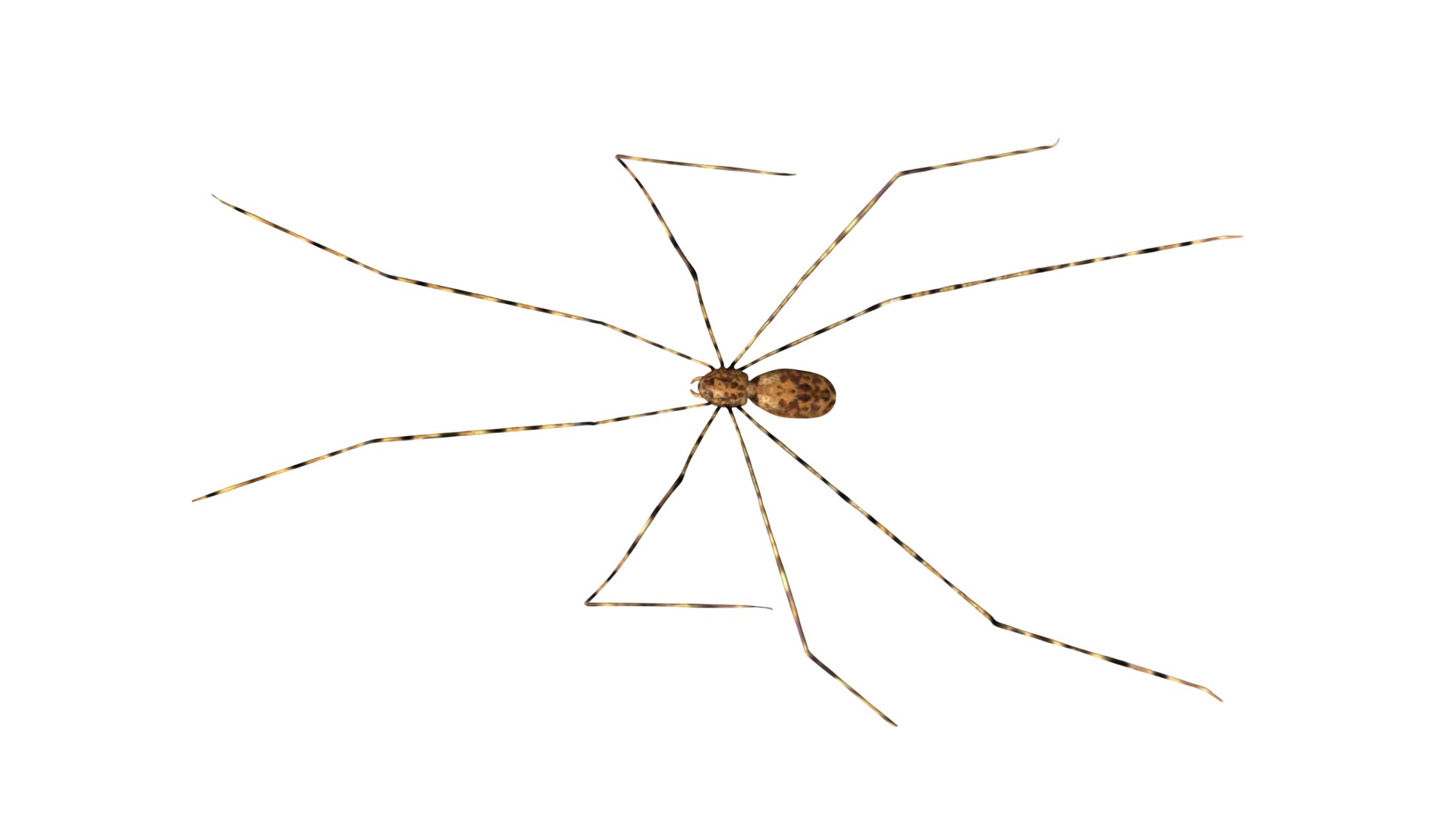 Fully Rigged Low Poly Spider 3D Model - TurboSquid 1756372